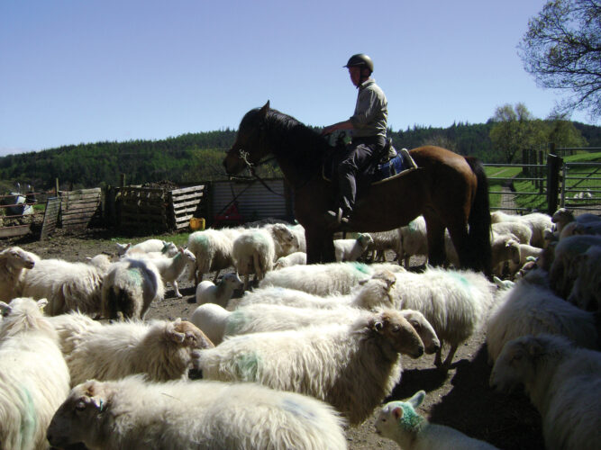 Well-Suited Welsh Cobs - Grit